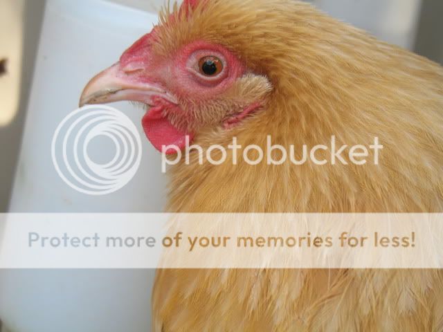 Hen with swollen side of face. Help/Advice appreciated. | BackYard ...