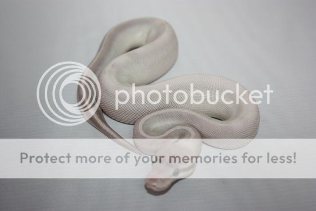 SE England - *High end ball pythons for sale* coral glow | Reptile Forums