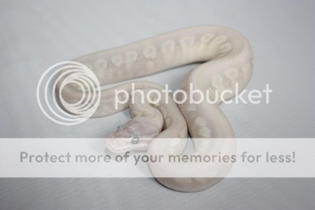 SE England - *High end ball pythons for sale* coral glow | Reptile Forums