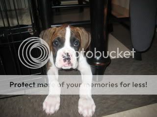 Rash on his belly | Boxer Breed Dog Forums